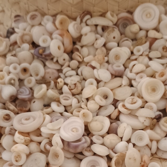 Hawaiian puka shells | Jewelry | Hawaiian Loose Puka Shells | Poshmark